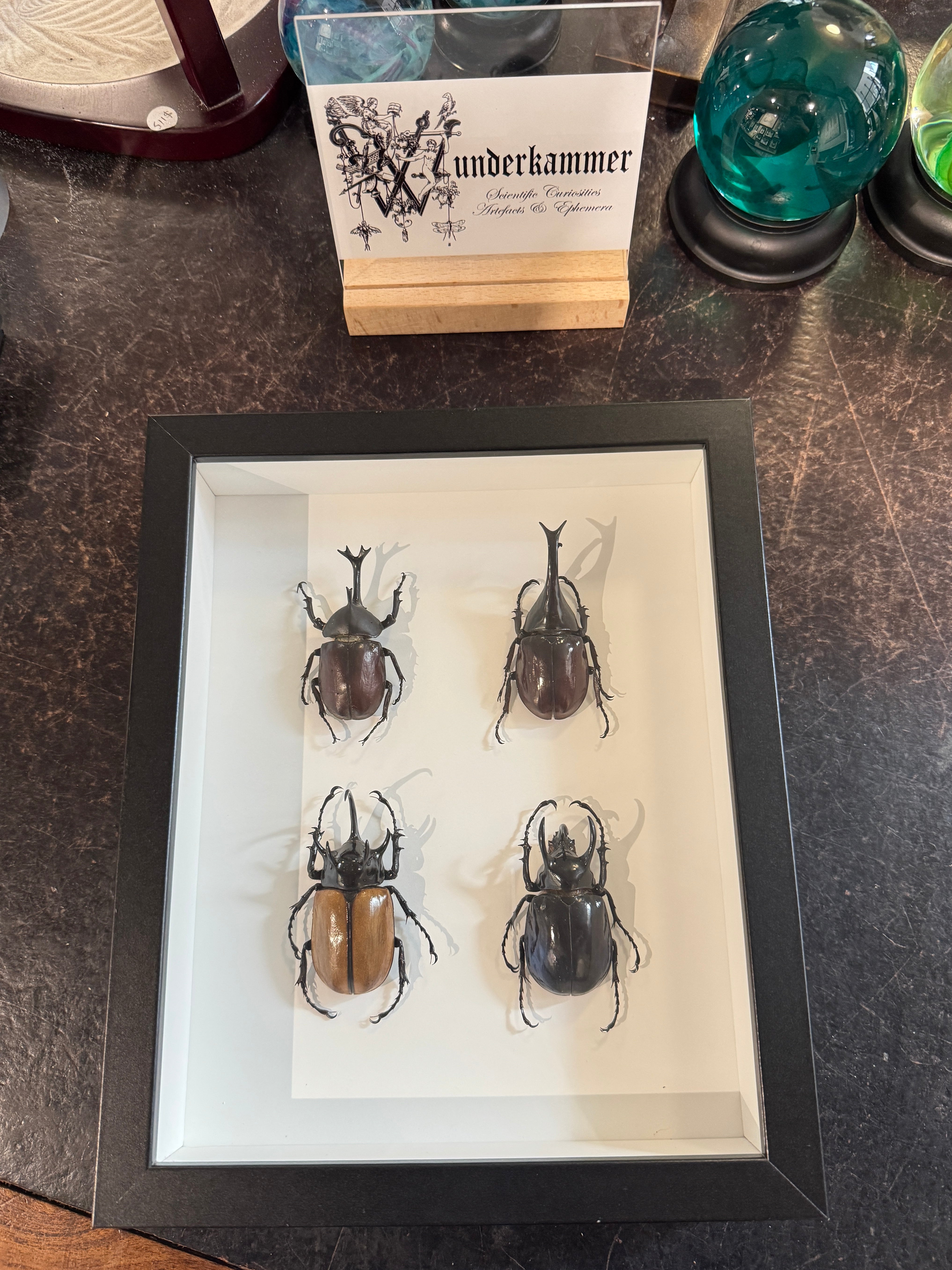 4 Beetles – Wunderkammer