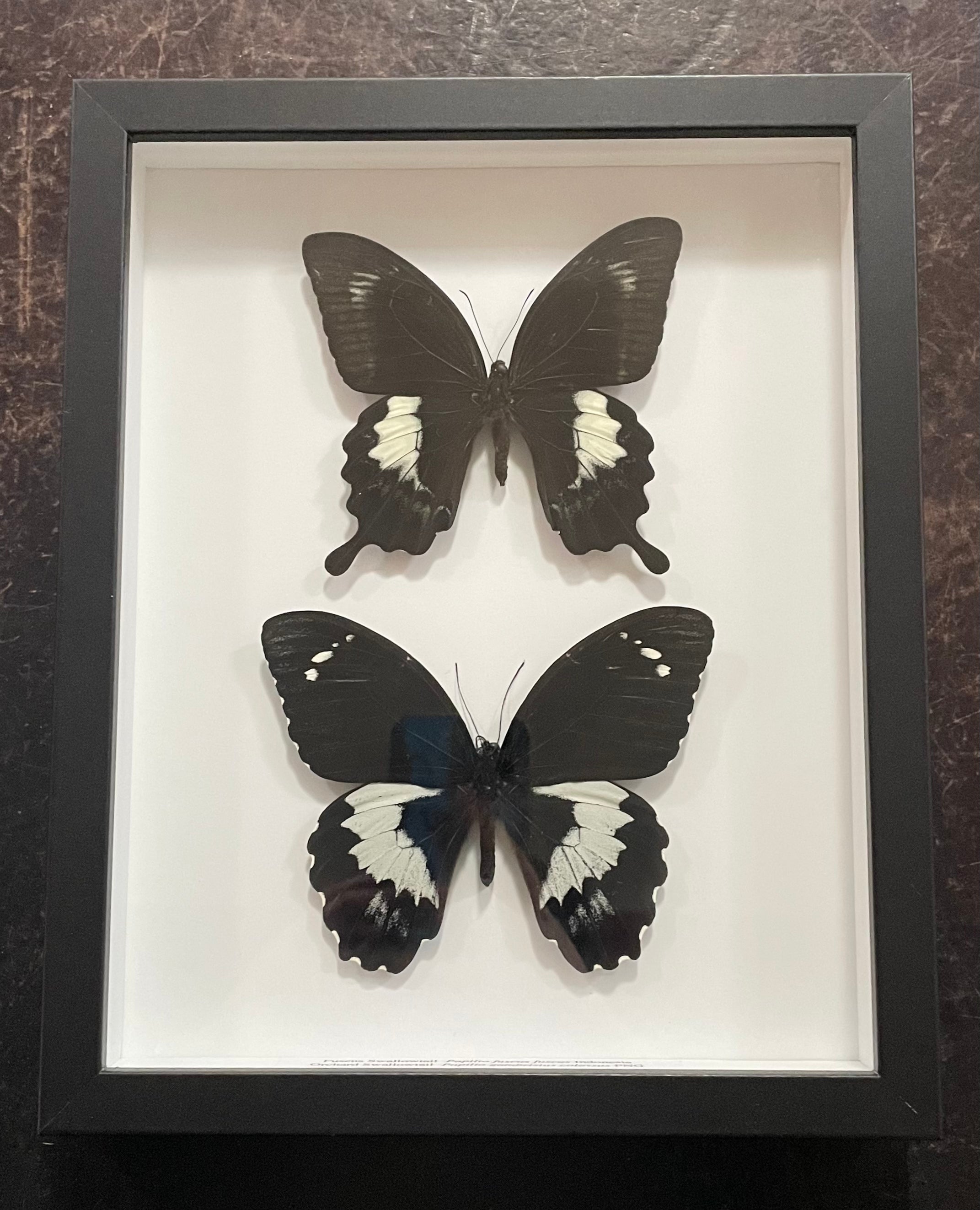 Entomology – Page 2 – Wunderkammer