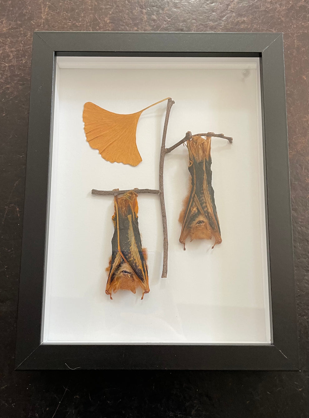 Double hanging bats/ phoenix bats – Wunderkammer