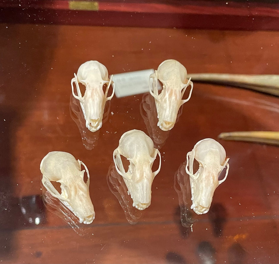 Skulls & Skeletons – Wunderkammer