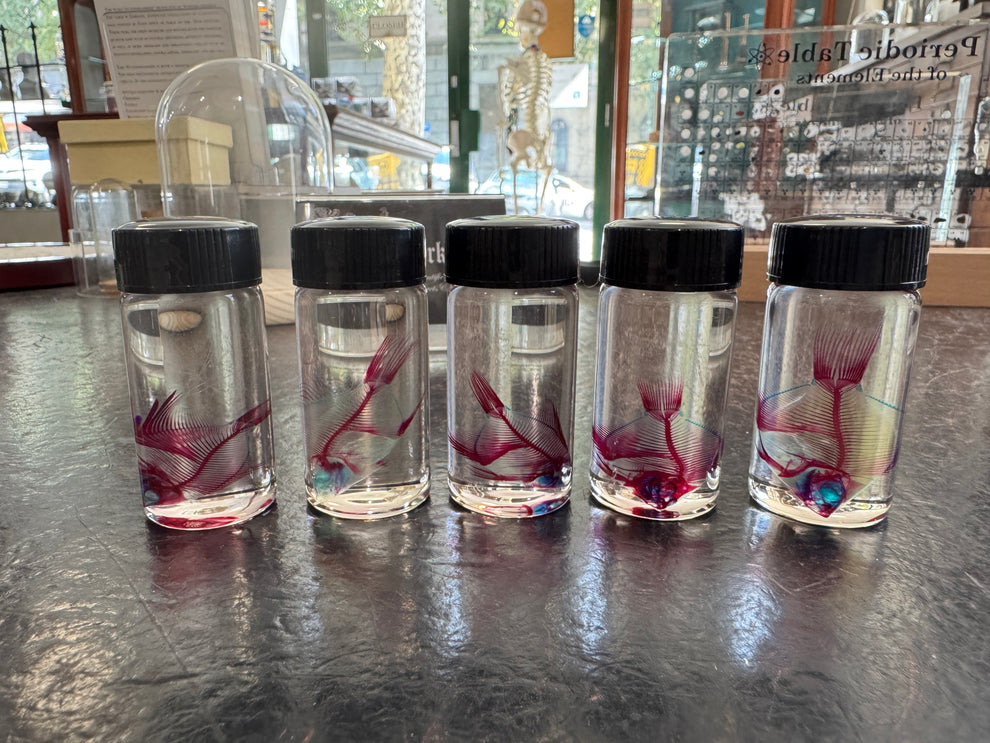 Diaphonised angel fish small – Wunderkammer