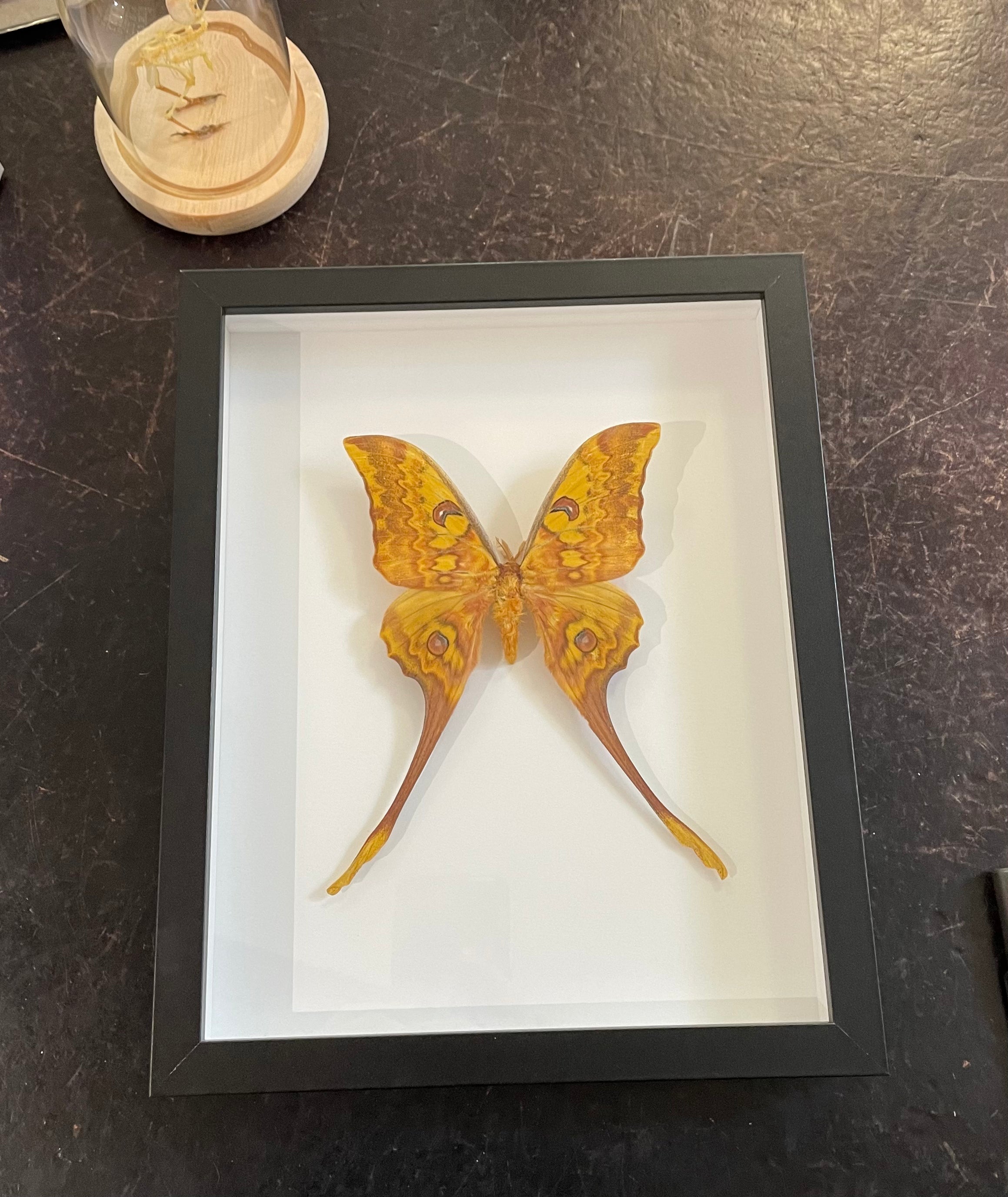 Rare Giant Moon Moth Wunderkammer Rare Giant Moon Moth Wunderkammer