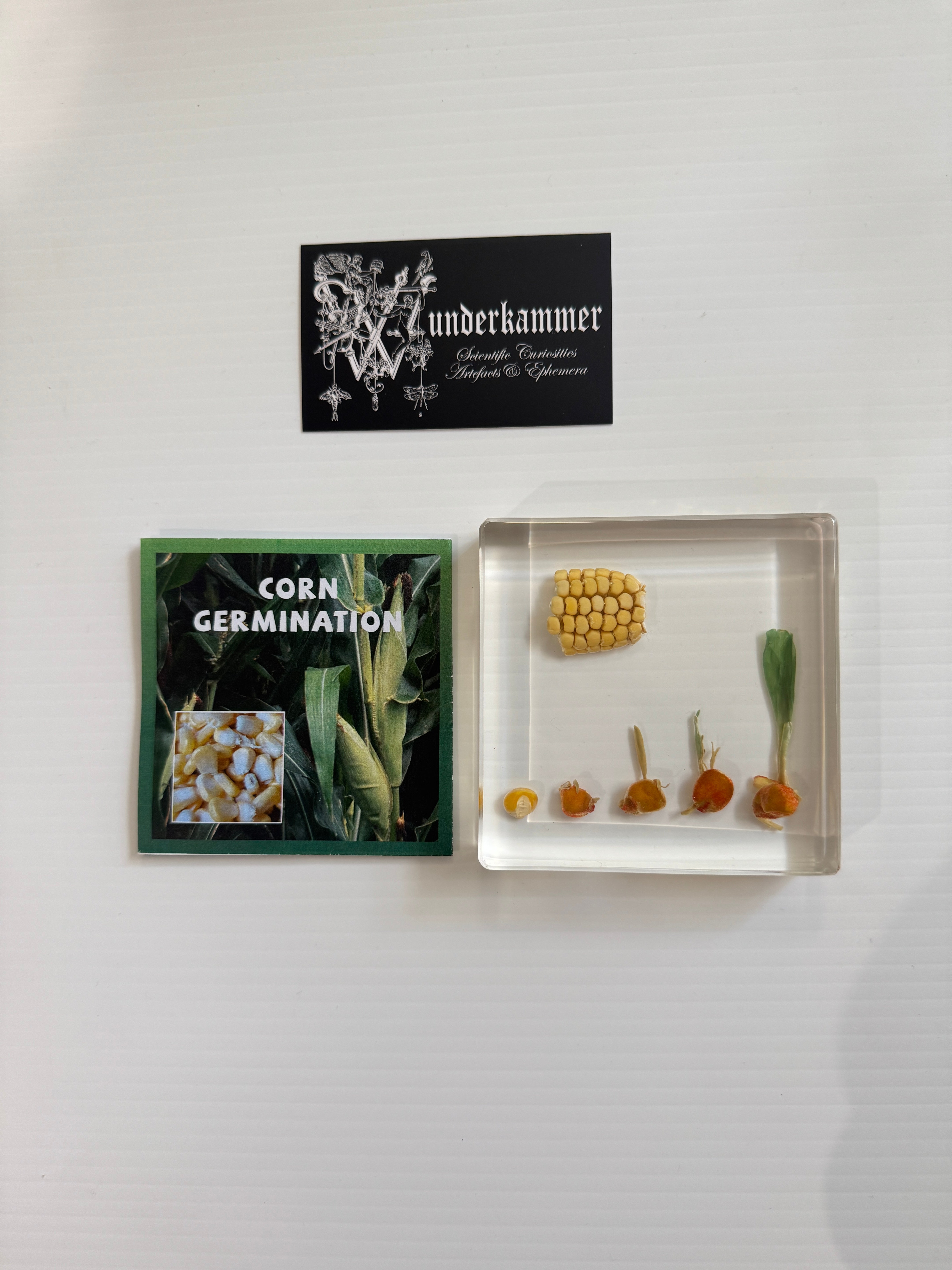 Corn Germination – Wunderkammer