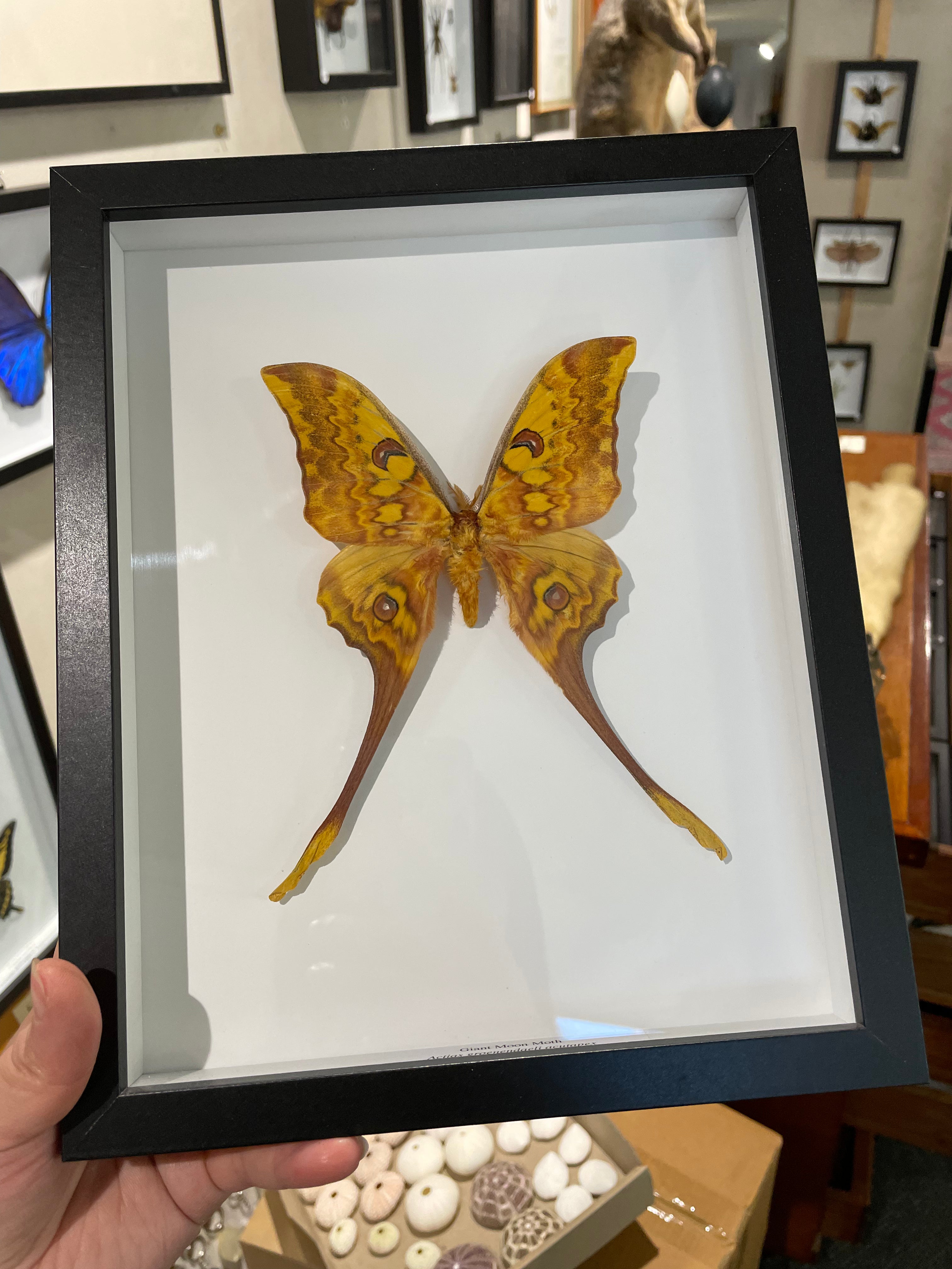 Rare Giant Moon Moth Wunderkammer Rare Giant Moon Moth Wunderkammer