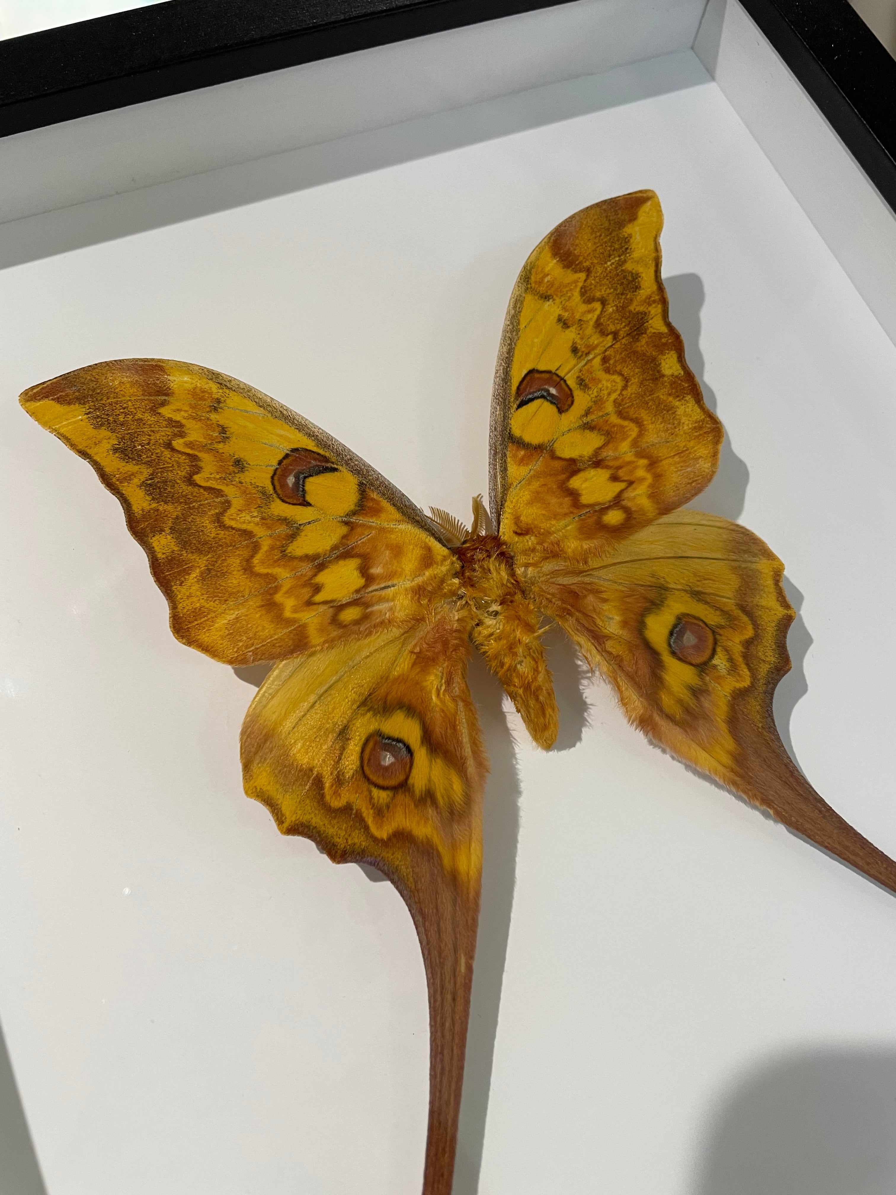 Rare Giant Moon Moth Wunderkammer Rare Giant Moon Moth Wunderkammer