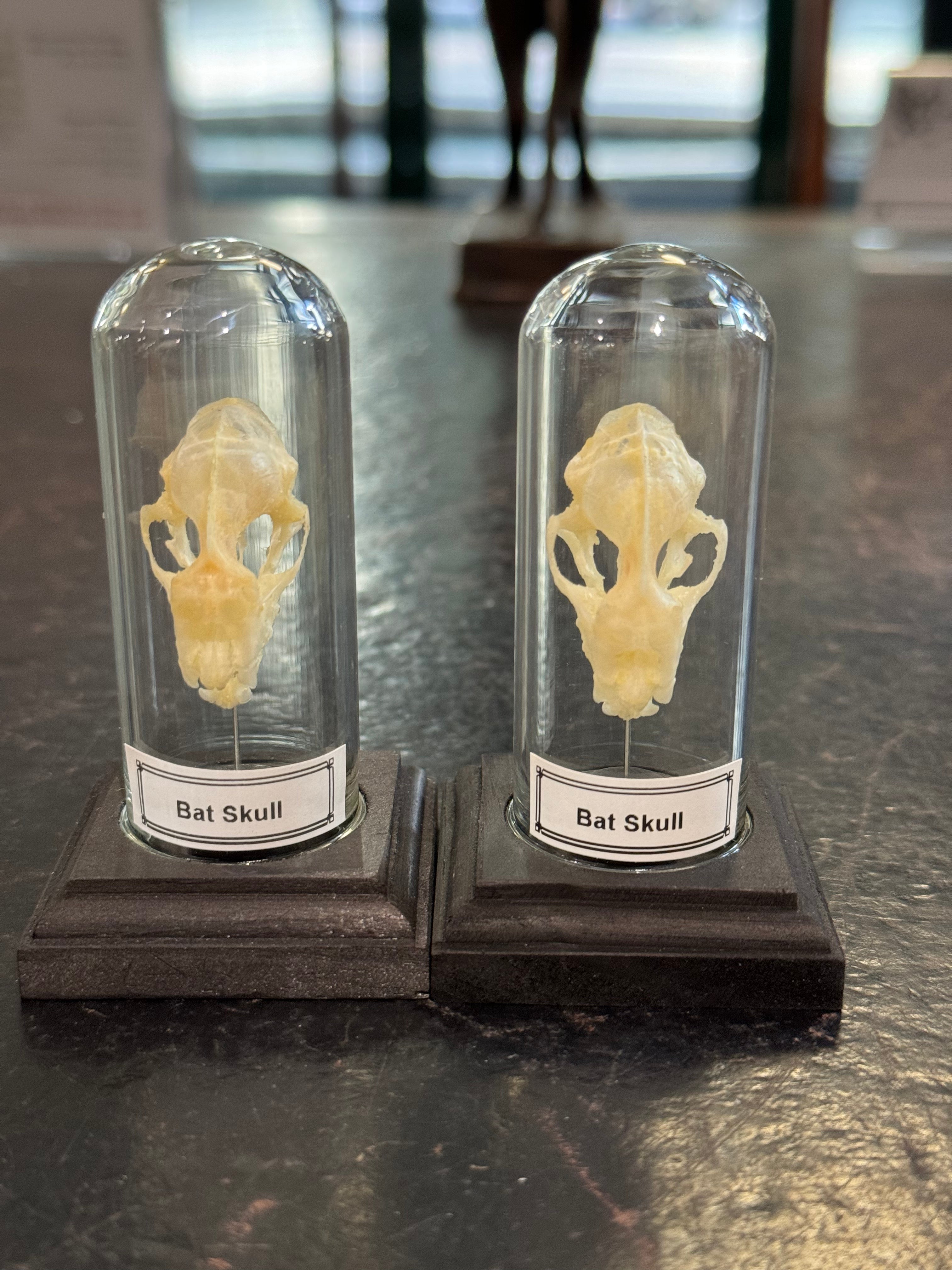 Bat skull in little display dome – Wunderkammer
