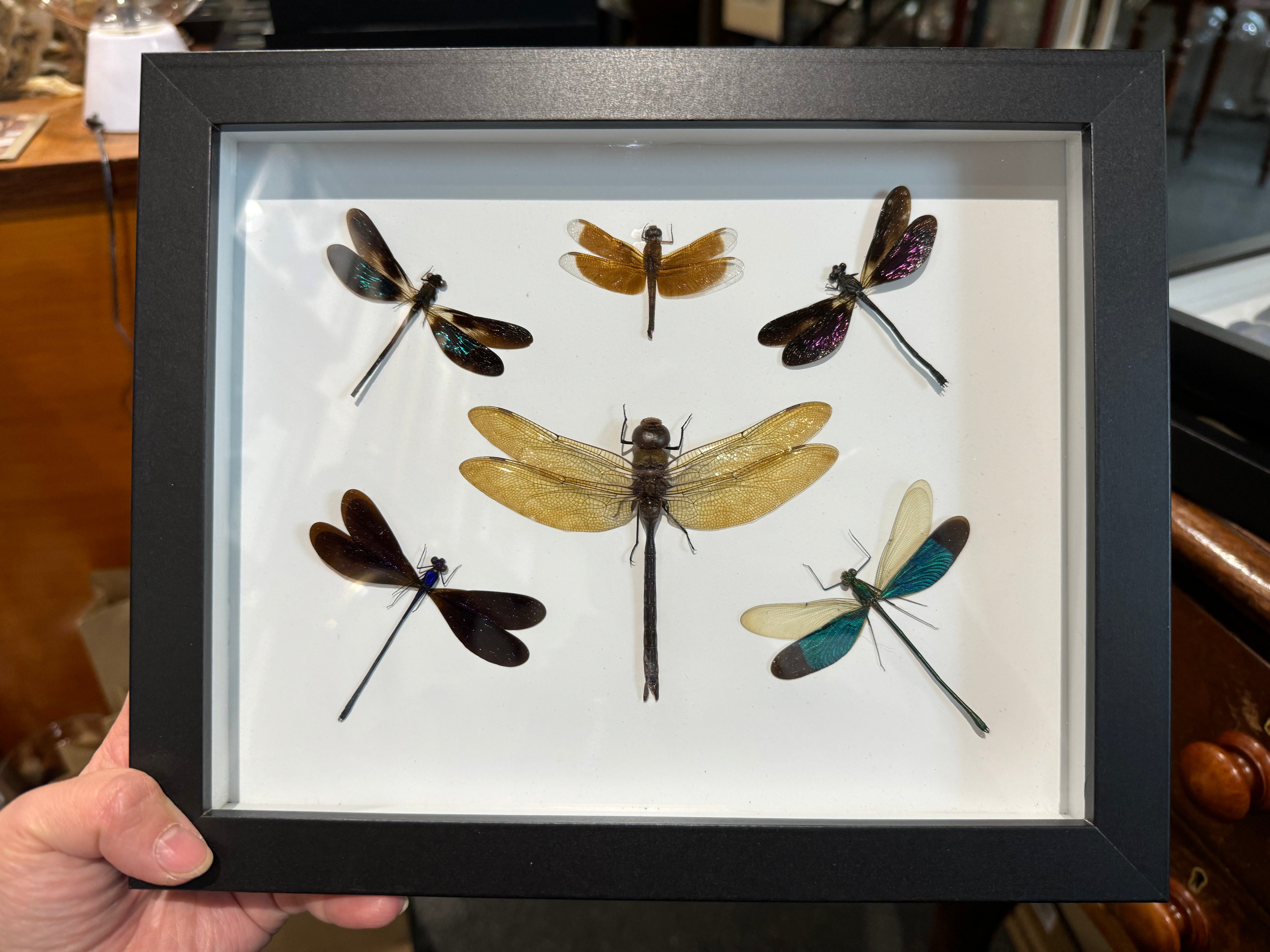 Dragonfly/damselflies mix – Wunderkammer