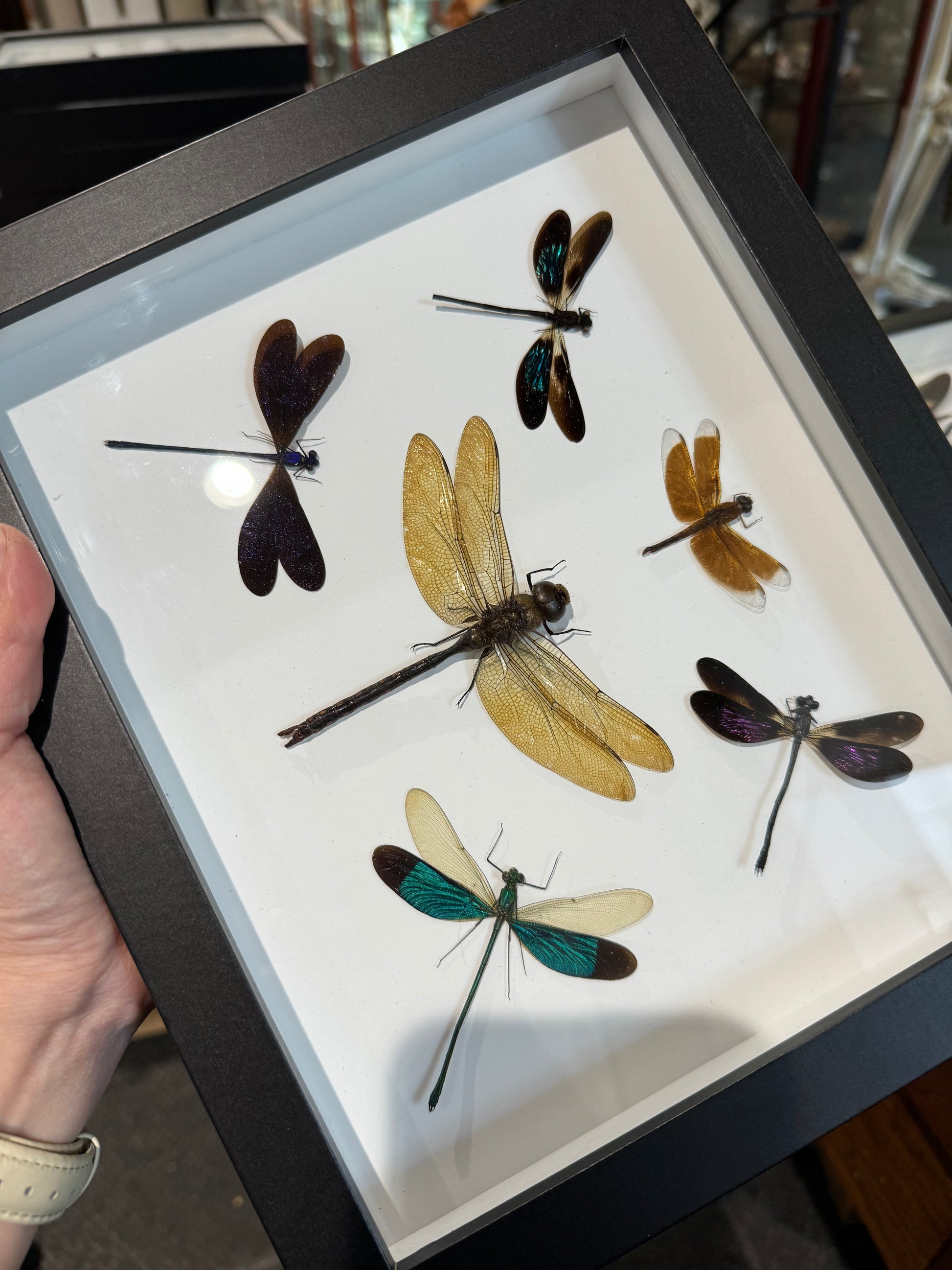 Dragonfly/damselflies mix – Wunderkammer